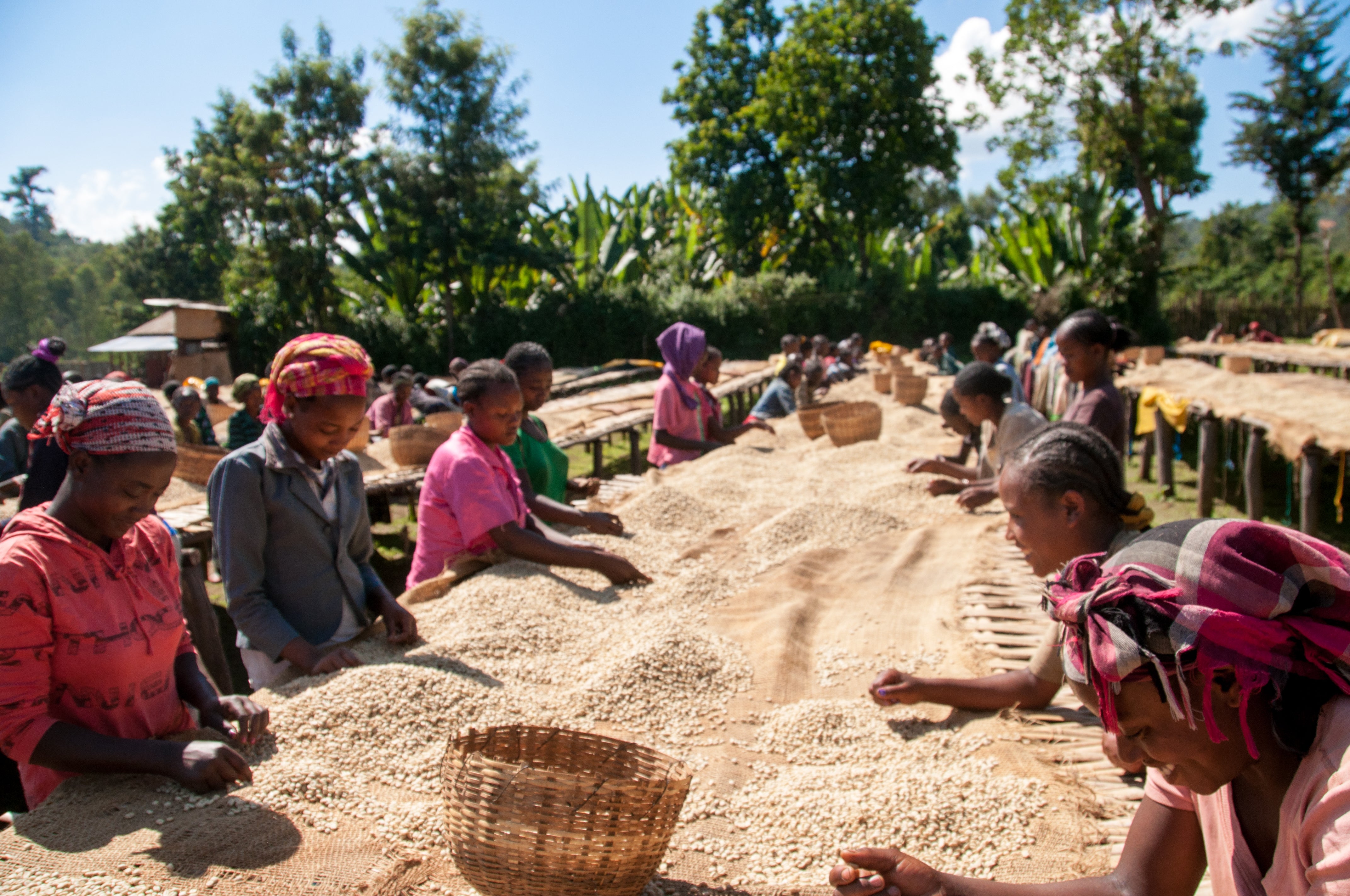 George Howell Coffee