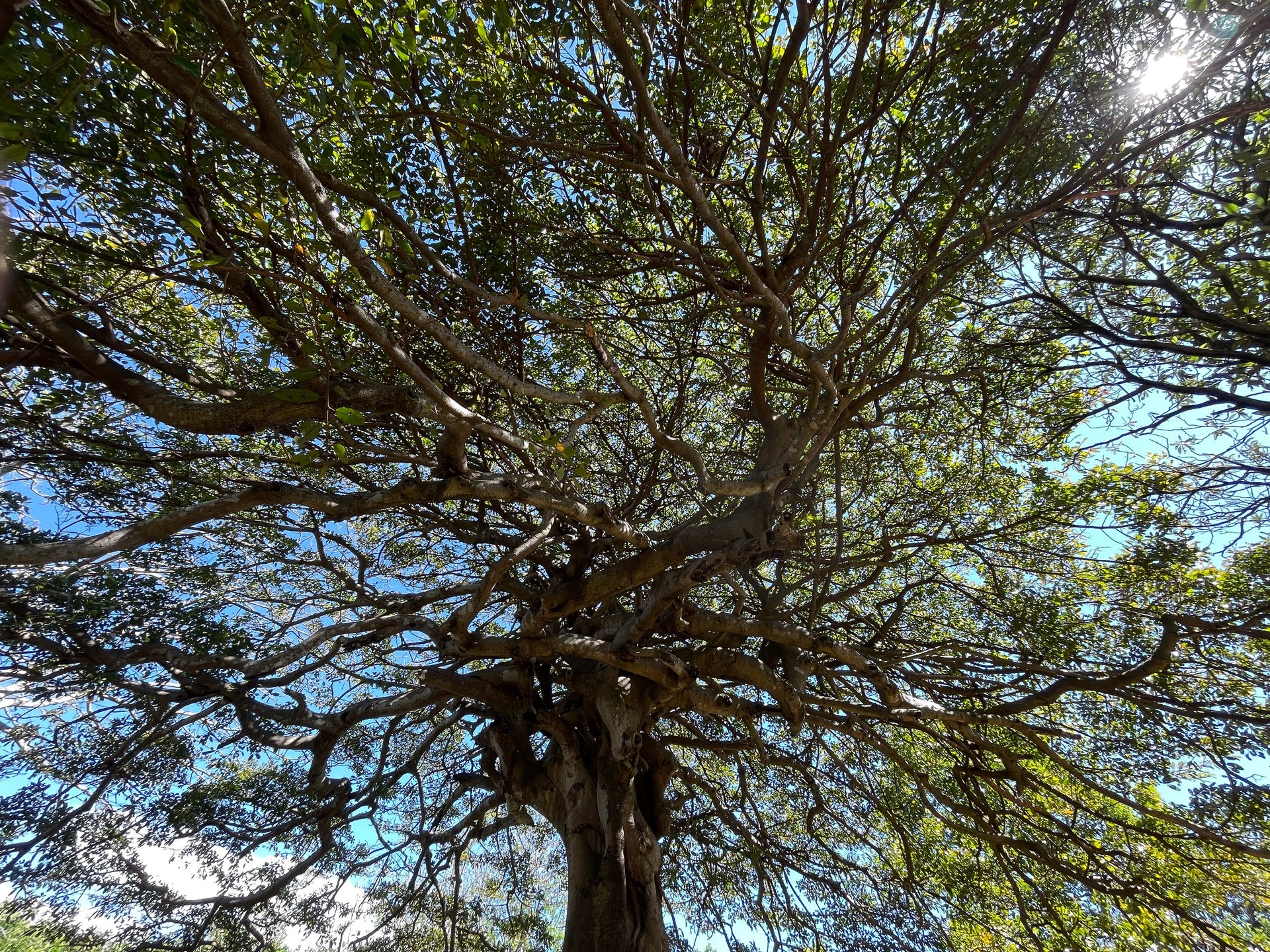 Montecarlos, El Salvador 2023 – George Howell Coffee