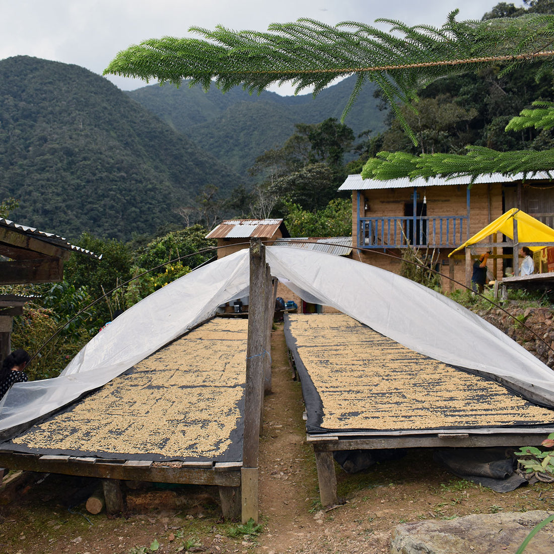 George Howell Coffee