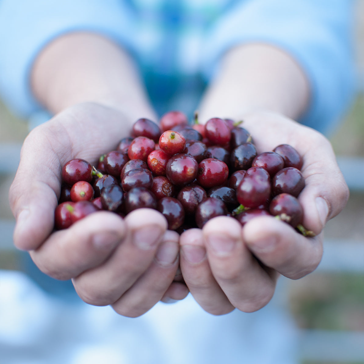 All Coffee – George Howell Coffee