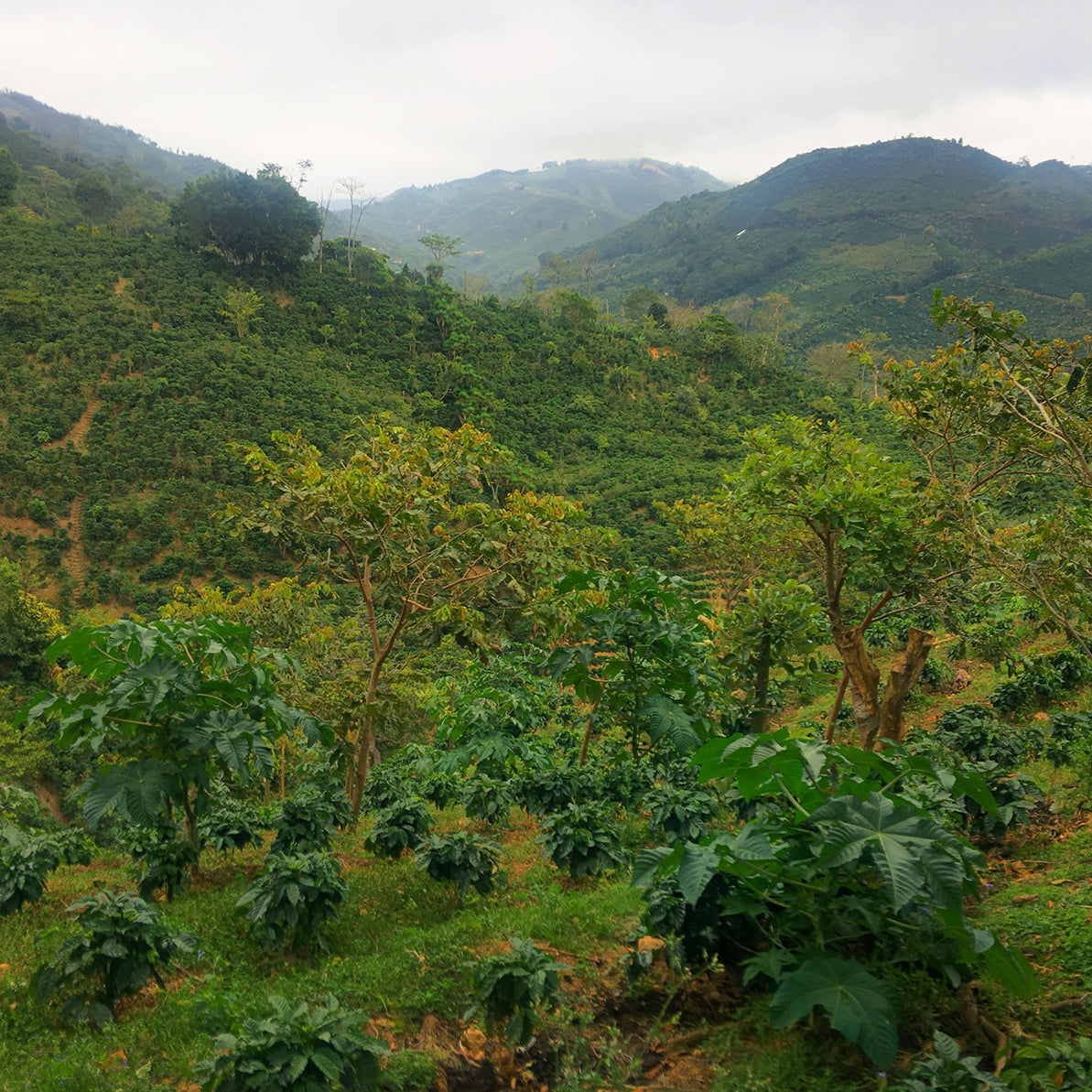 Dota Dark, Costa Rica – George Howell Coffee