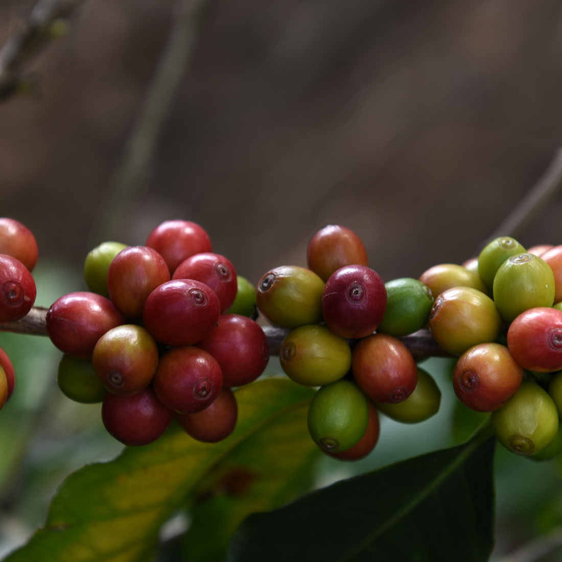 George Howell Coffee