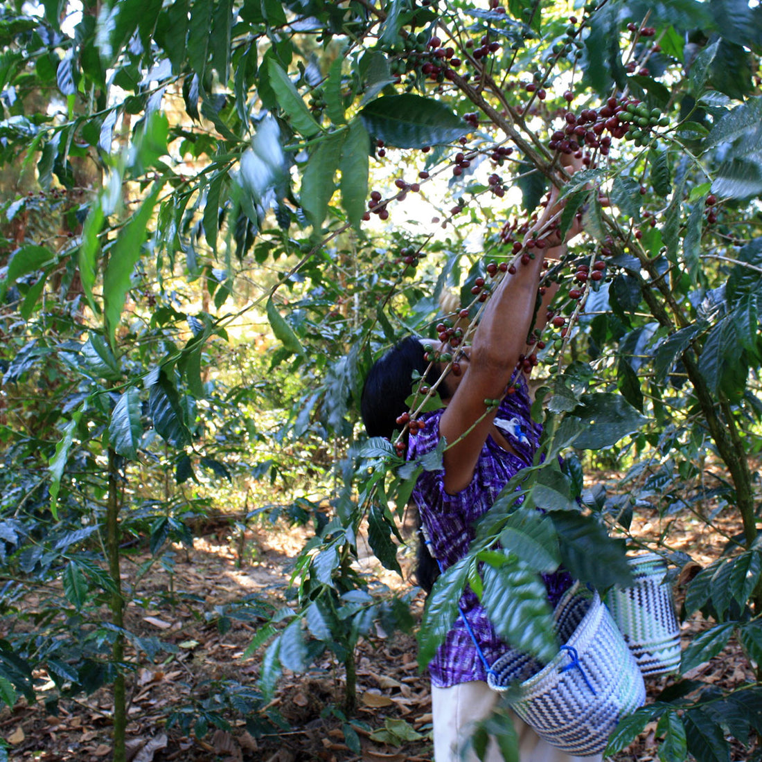 Medium – George Howell Coffee